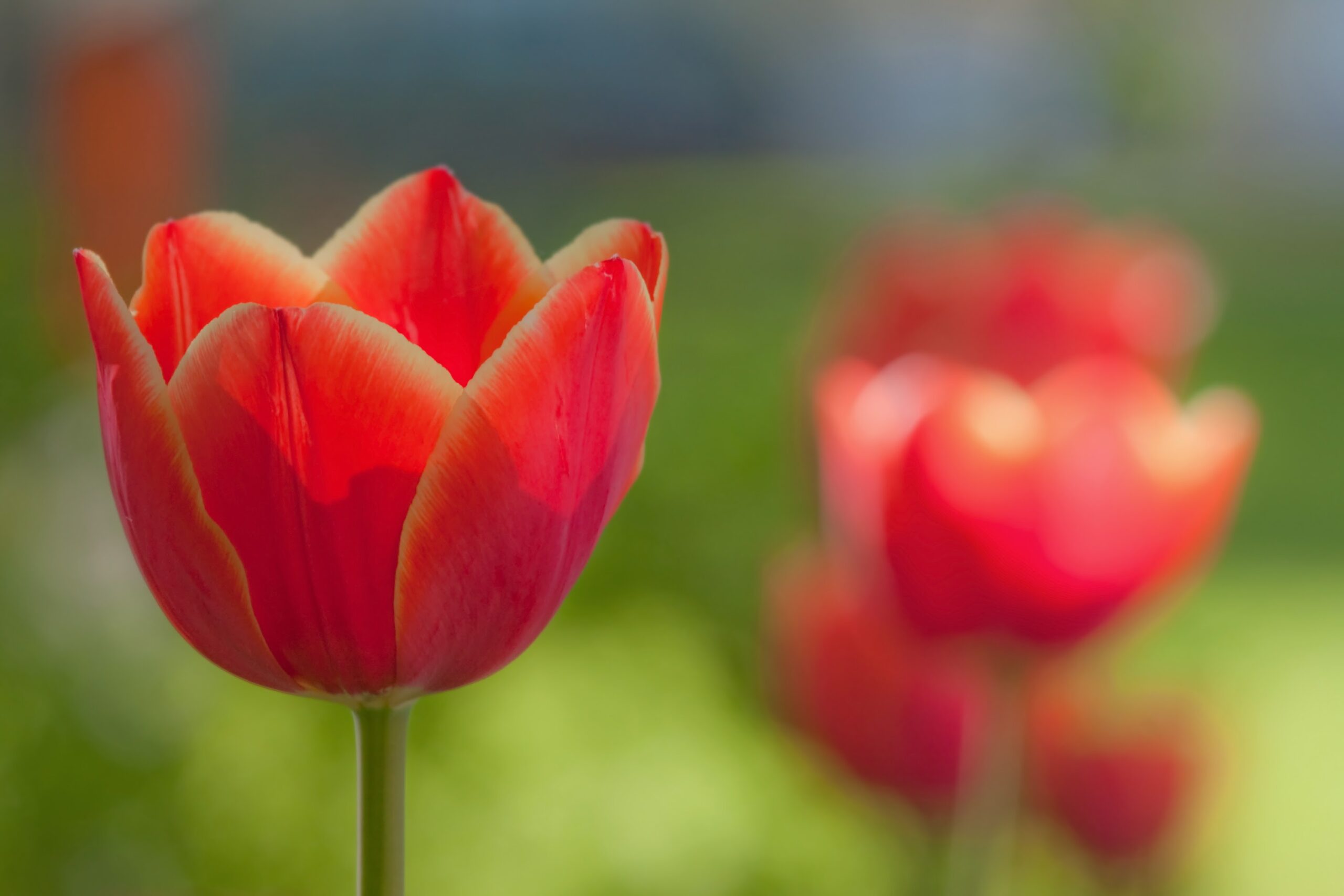 Ready for Spring - Service Professor